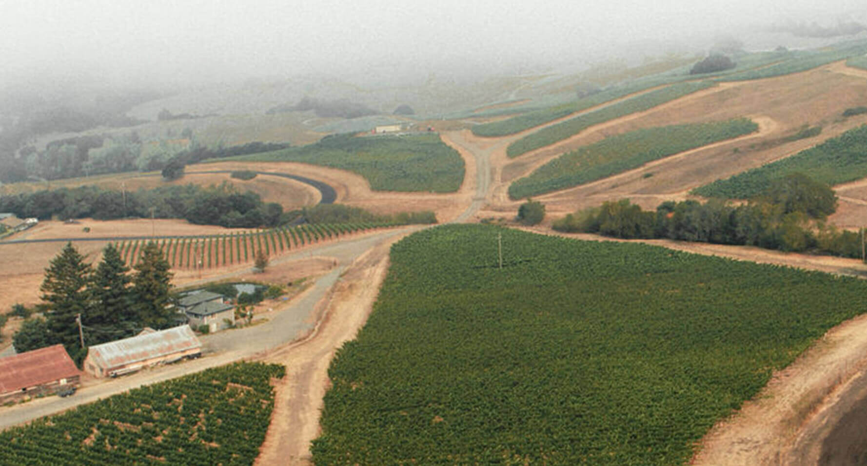 Nightwing Vineyard Takes Flight | MacRostie Winery