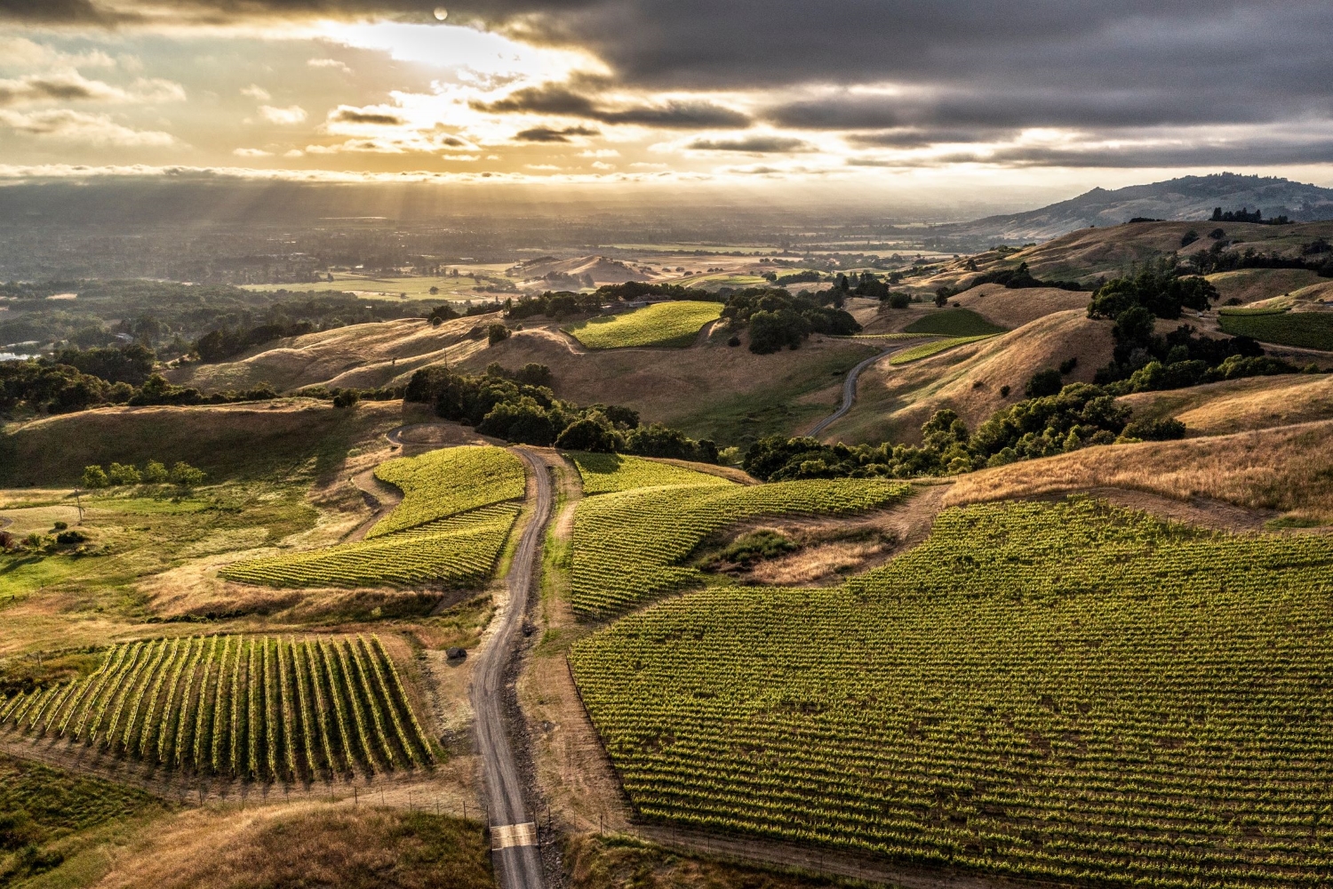 Nightwing Vineyard Continues to Soar | MacRostie Winery